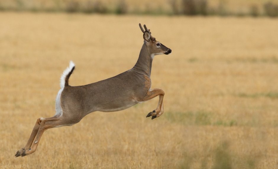 OPP Warning Motorists To Watch For Deer | Videos | 705 Black Fly