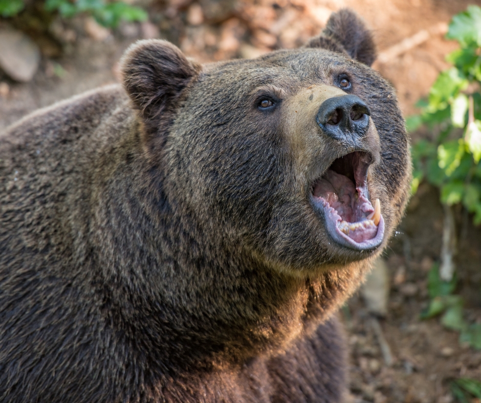 Bear Safety | Featured | 705Blackfly