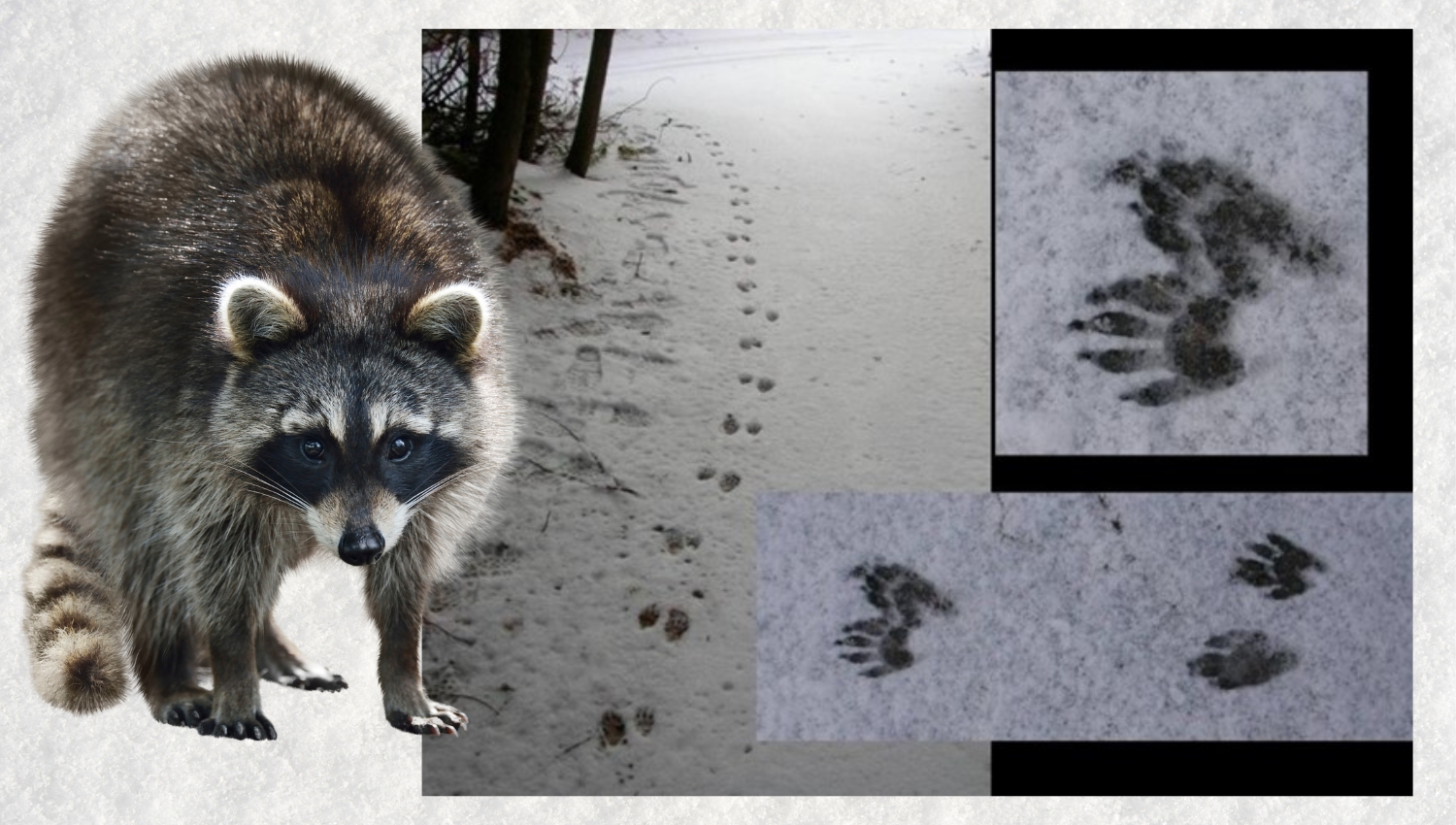 How to be a winter wildlife detective | Arts & Recreation | 705Blackfly