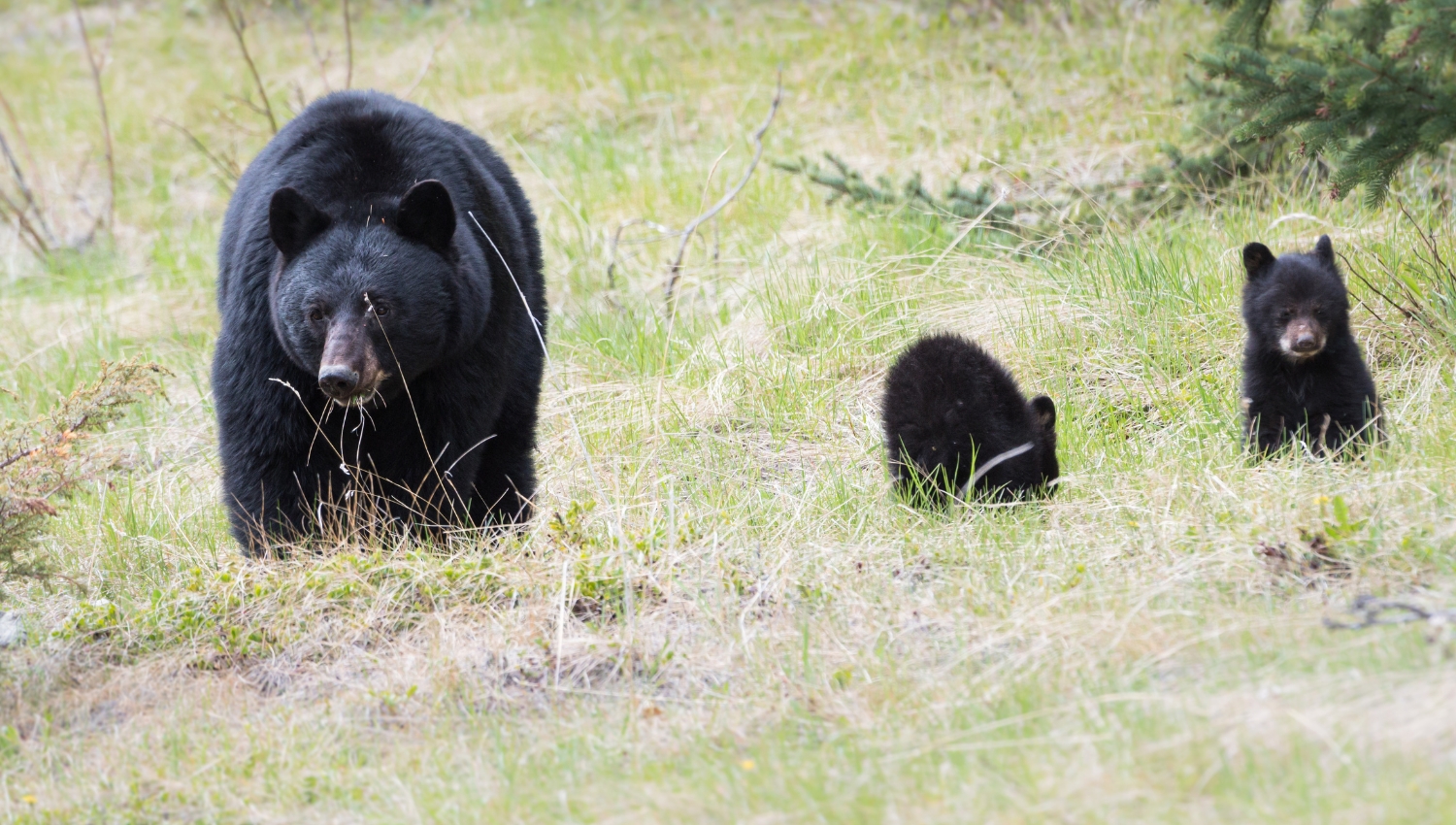 What Are Black Bears Up To In June? | Featured | 705Blackfly
