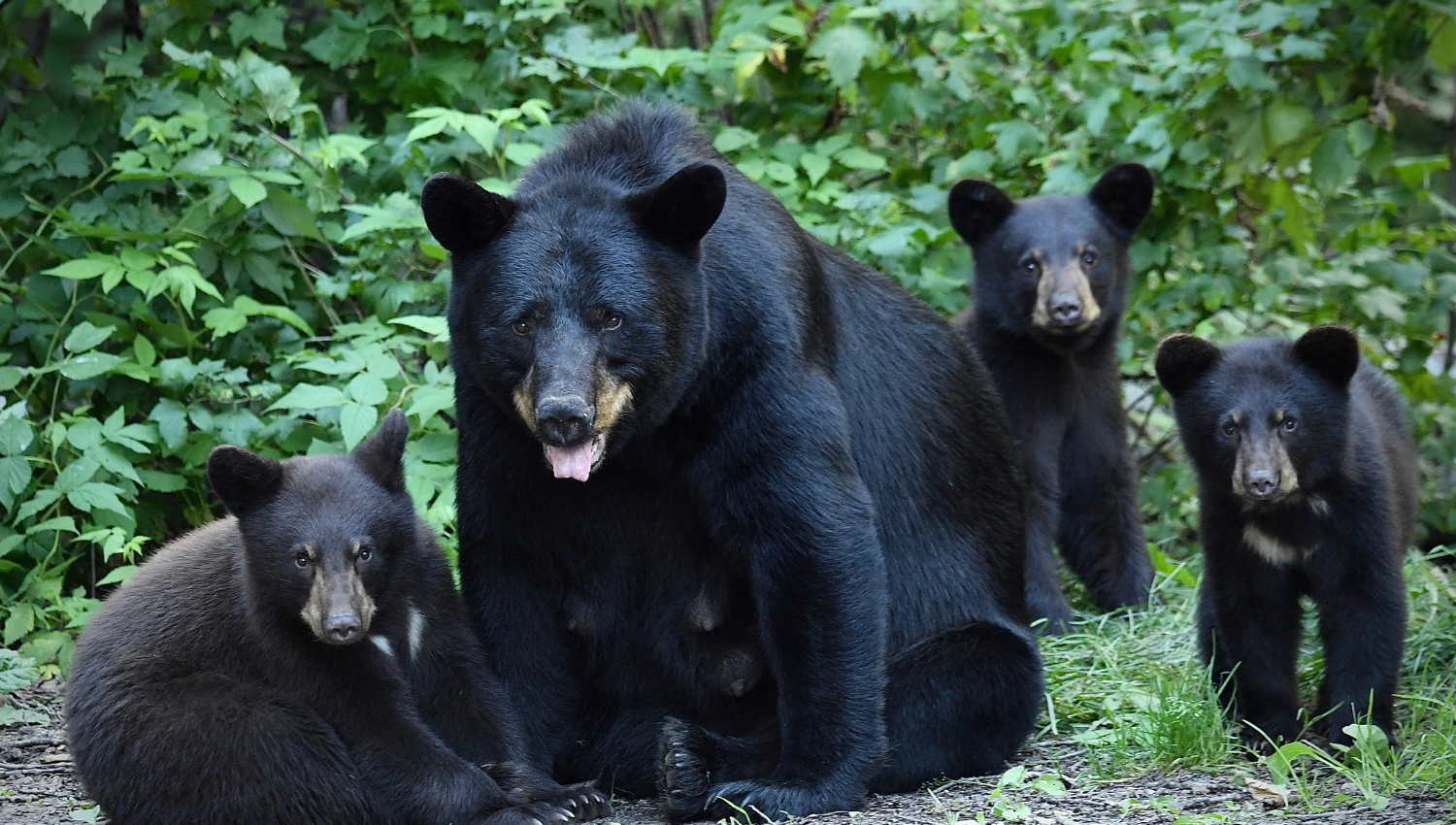 MNR Responds To Increased Bear Activity In Huntsville | Featured