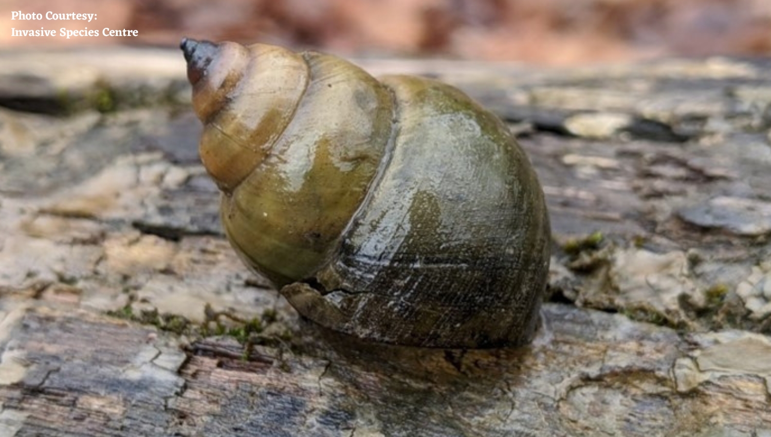Potential Sighting” Of Chinese Mystery Snail In Armour Township ...