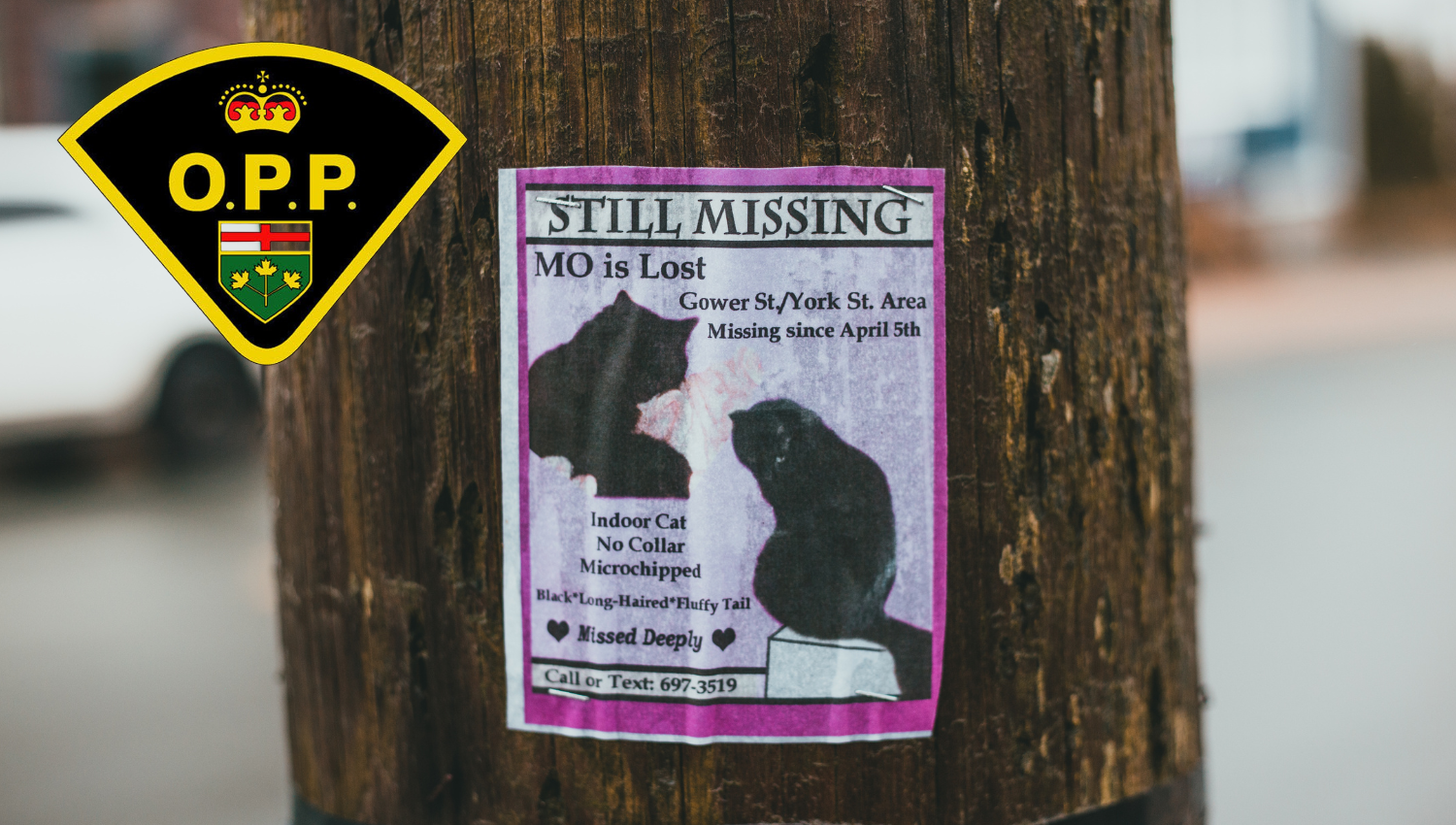 OPP Warning About Lost Pet Scam | Featured | 705Blackfly