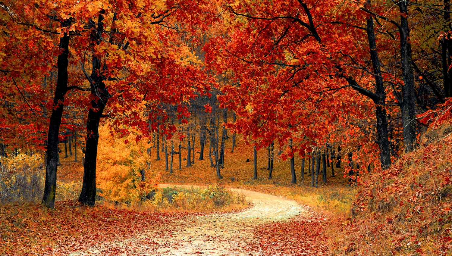 Fall Leaves Peaking In Muskoka | 705 Black Fly